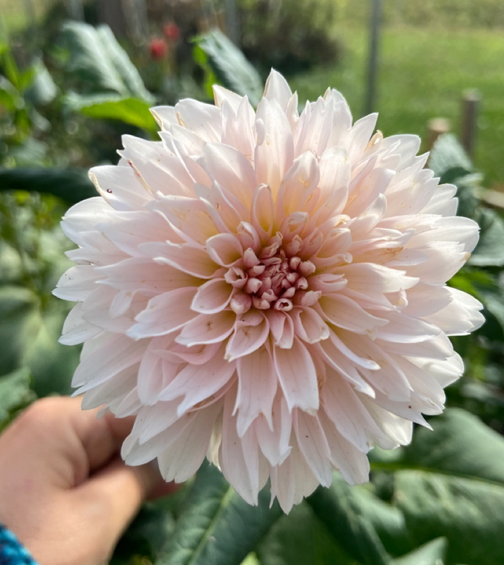 KA’s™ Mocha Jake Tuber | Empty Pockets Ranch